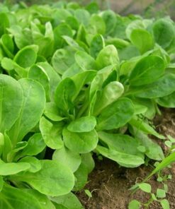 Lambs Lettuce (Corn Salad) Seeds
